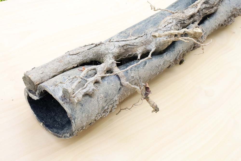 The Impact of Root Intrusions on Sewer Pipes and How to Prevent Them